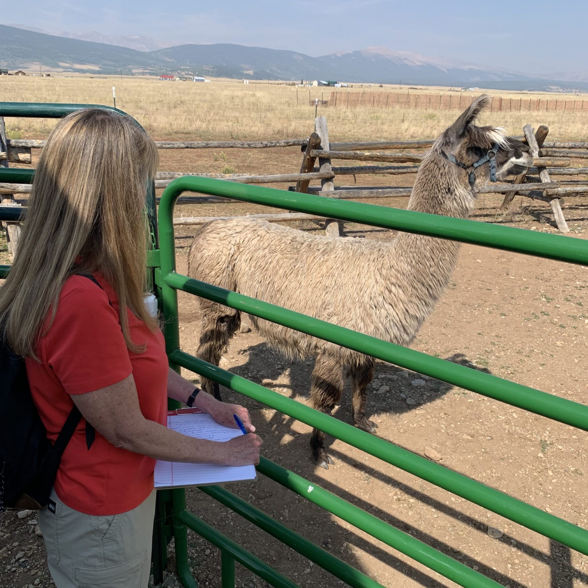 How Smart is a Llama? - Go Intuition
